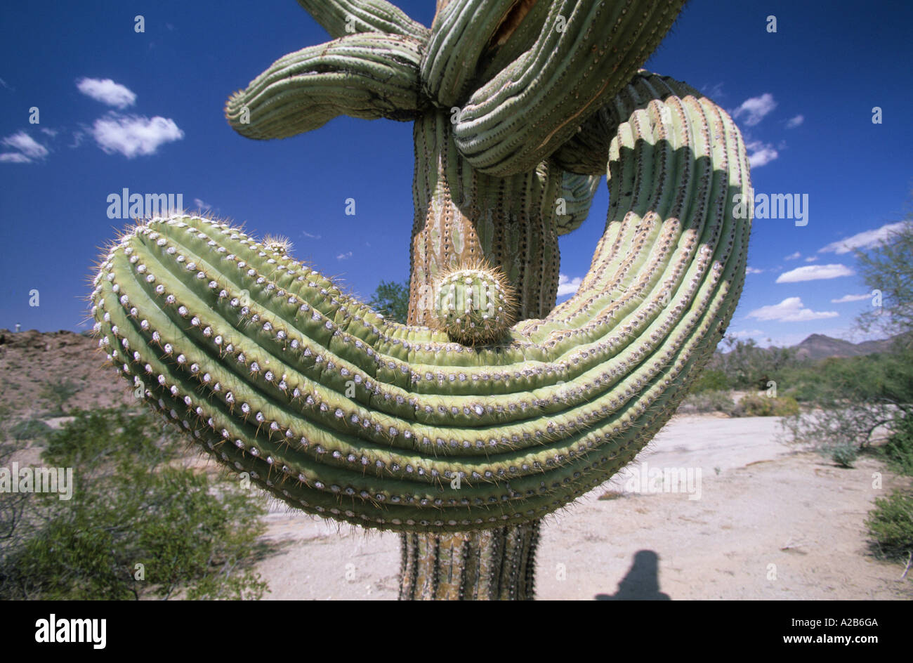 USA Arizona Cabeza Prieta National Wildlife Refuge Saguaro Cactus Stock ...