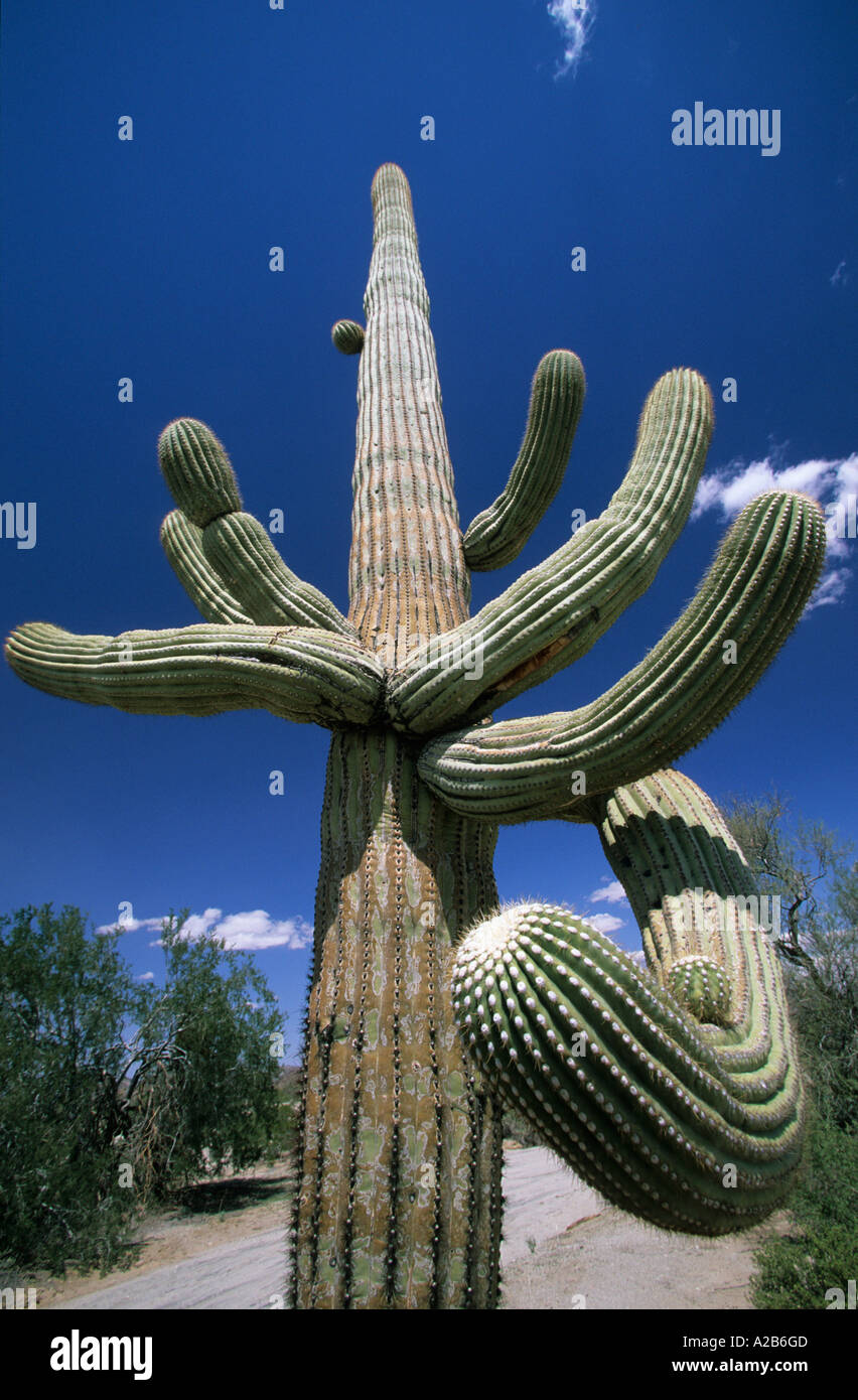 USA Arizona Cabeza Prieta National Wildlife Refuge Saguaro Cactus Stock ...