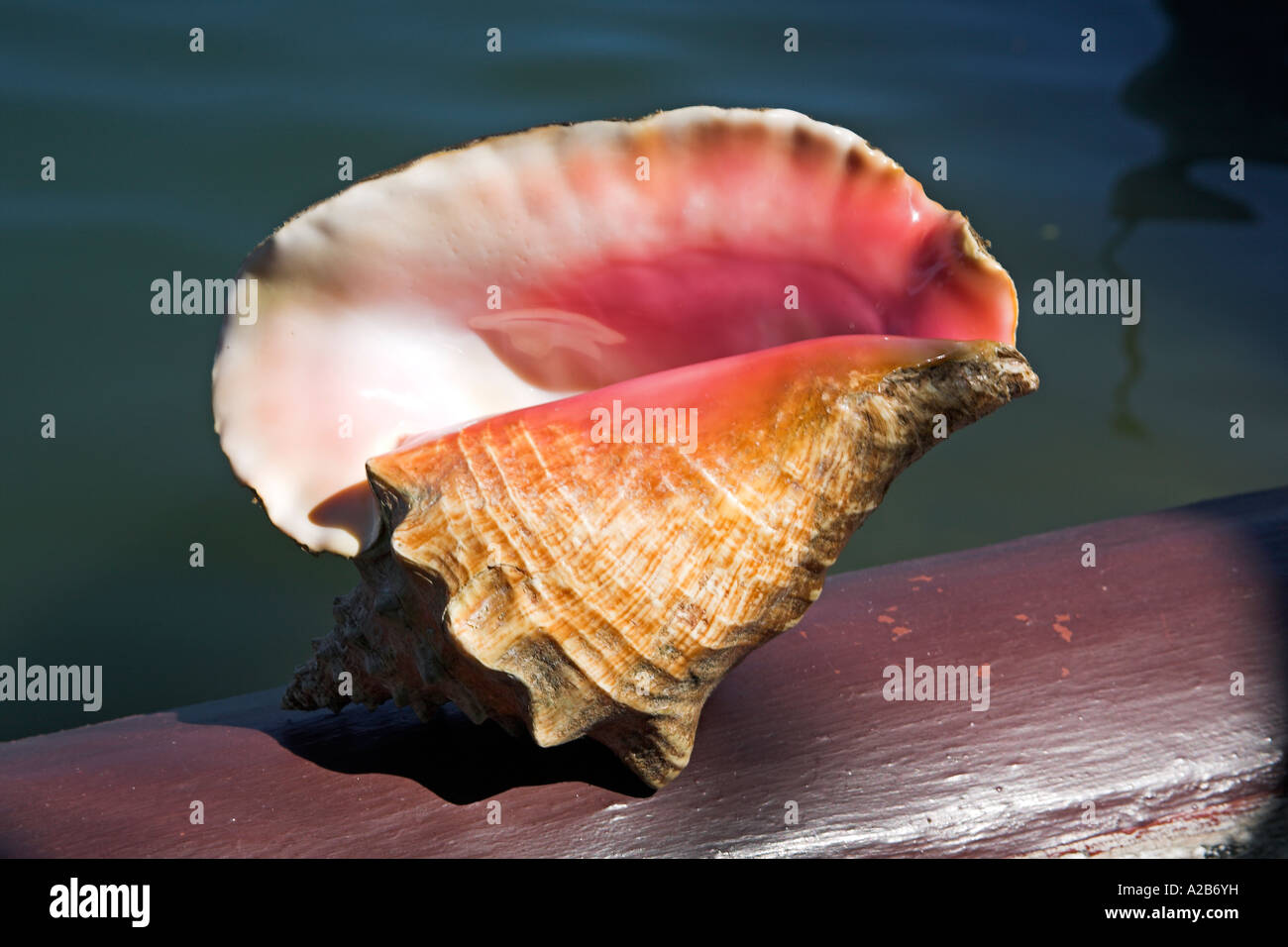 Conch shell, Cuba Stock Photo - Alamy