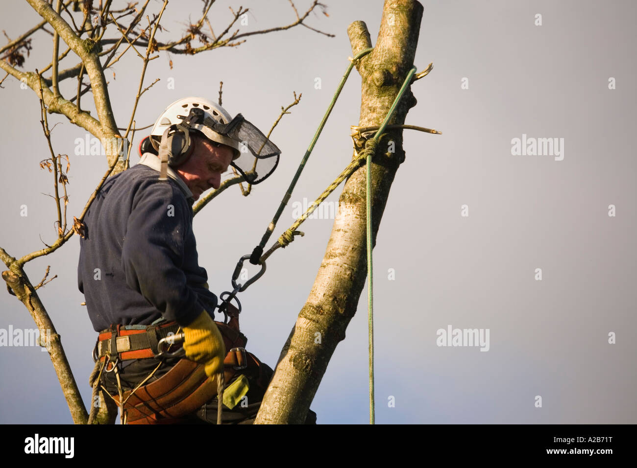 Tree surgeon in action wearing helmet ear protectors harness attached ...
