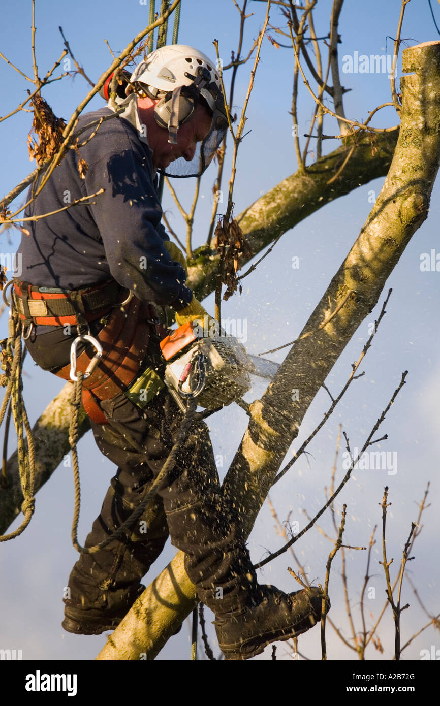 Tree surgeon in action wearing helmet visor ear protectors harness ...