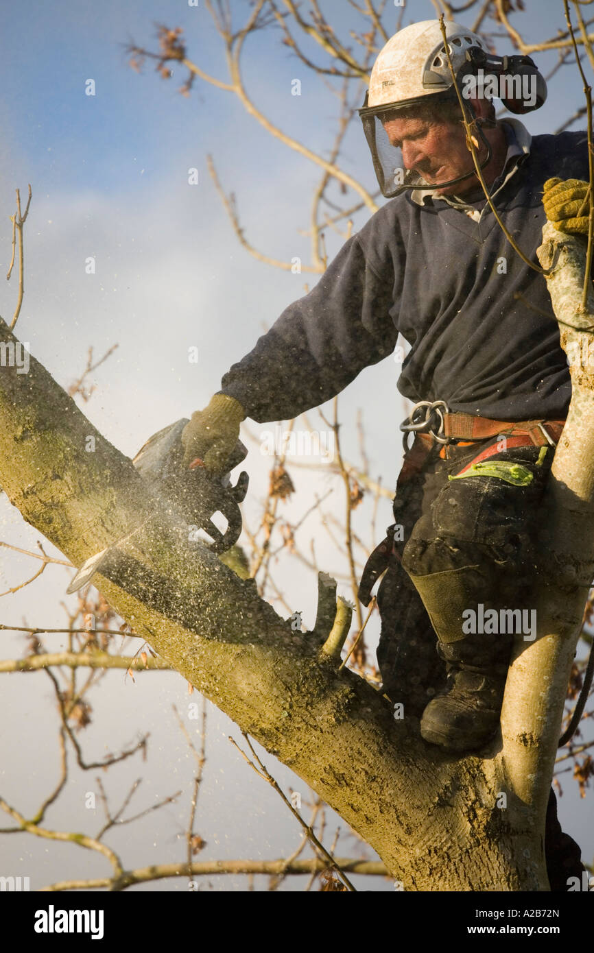 Tree surgeon wearing safety harness hi-res stock photography and images ...
