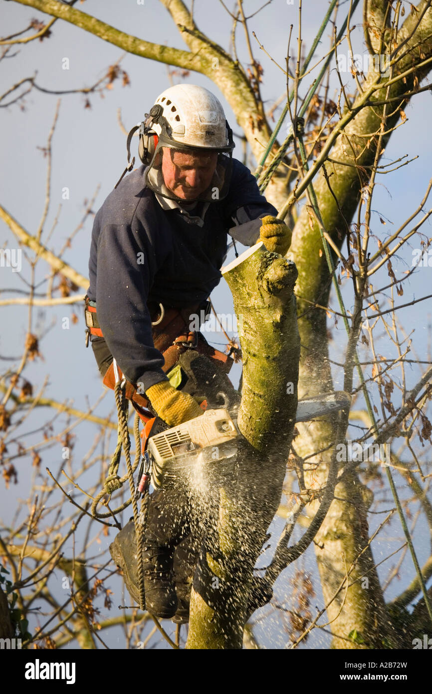 Tree surgeon in action wearing helmet visor ear protectors gloves and ...
