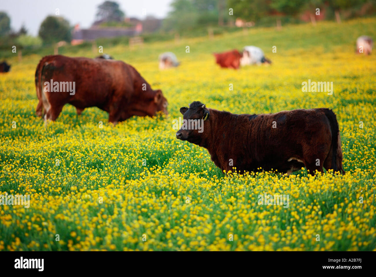 Cows grazing. Challow, South Oxfordshire. UK Stock Photo - Alamy