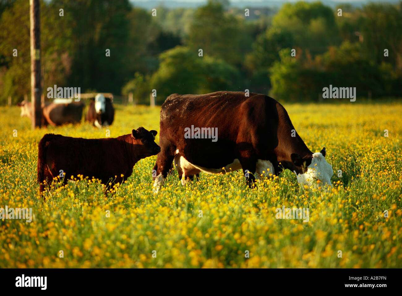 Cows grazing. Challow, South Oxfordshire. UK Stock Photo - Alamy