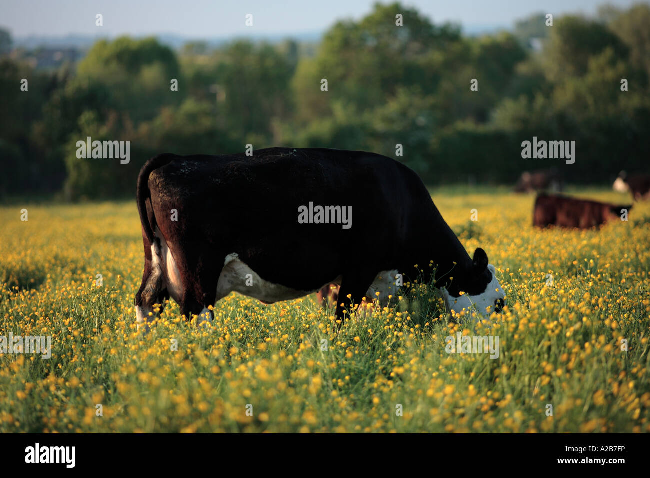 Cows grazing. Challow, South Oxfordshire. UK Stock Photo - Alamy