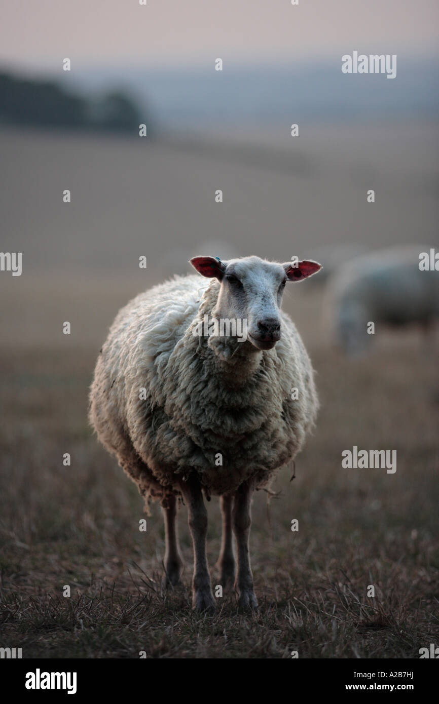 British milksheep hi-res stock photography and images - Alamy