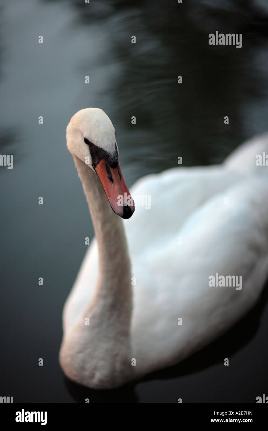 Swan on the river Thames in Oxford Stock Photo - Alamy