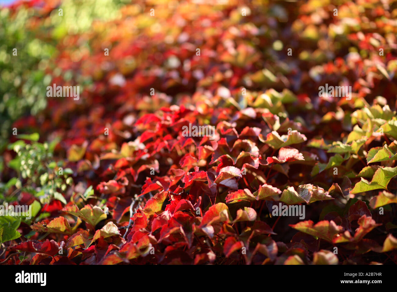 Virginia Creeper, fall, Oxfordshire. UK Stock Photo - Alamy