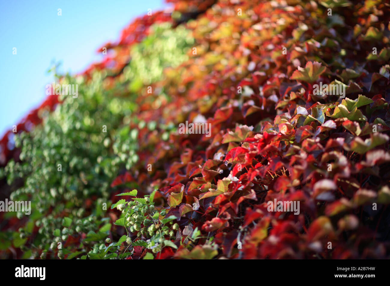 Virginia Creeper, fall, Oxfordshire. UK Stock Photo - Alamy
