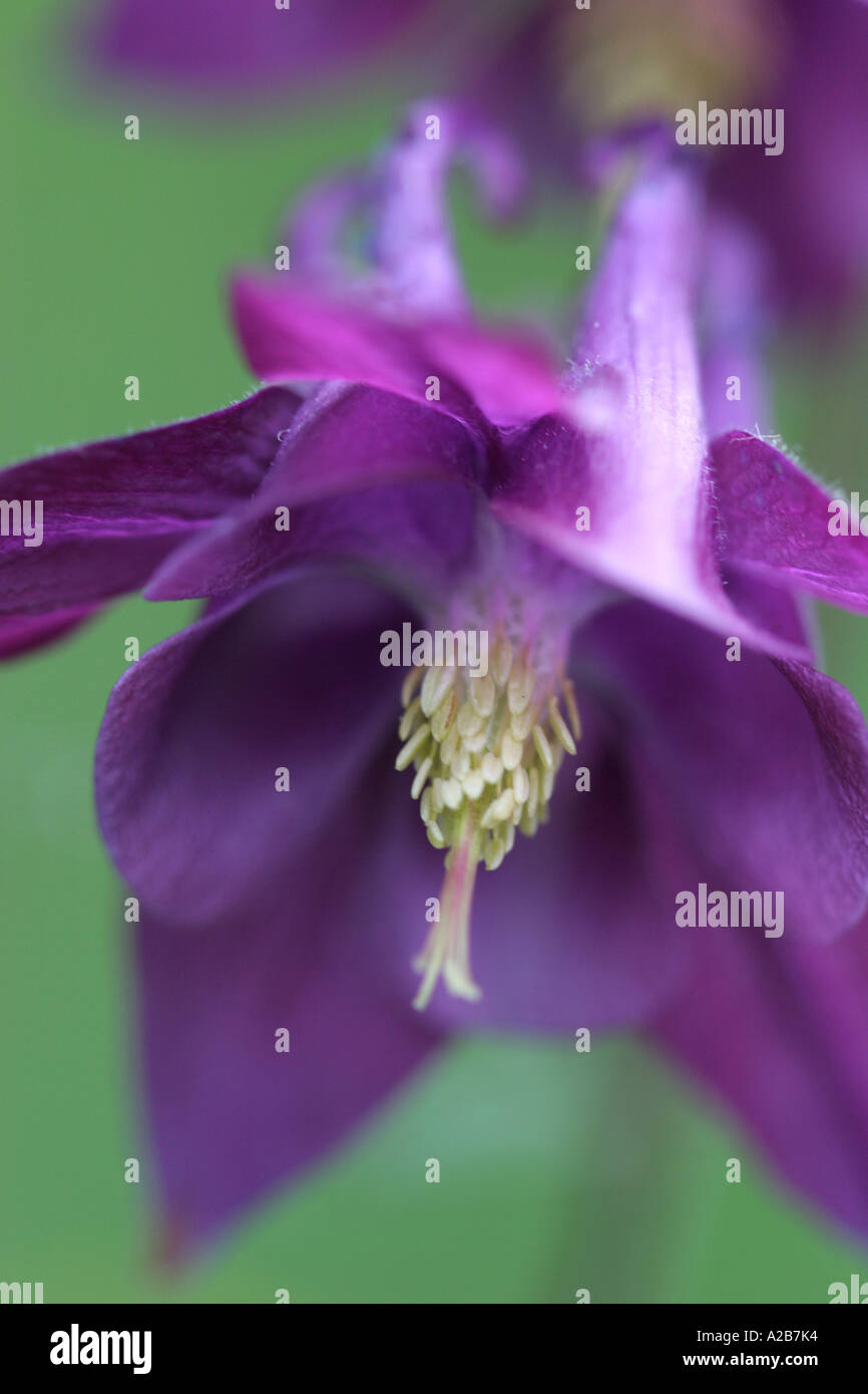 Alpine flower in Switzerland Stock Photo - Alamy