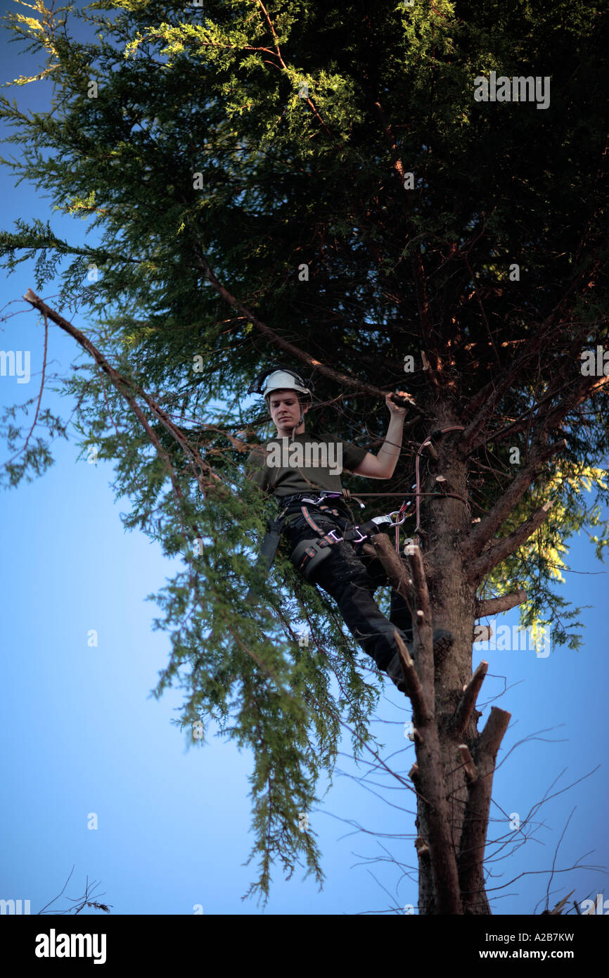 Arborist at work, UK Stock Photo - Alamy