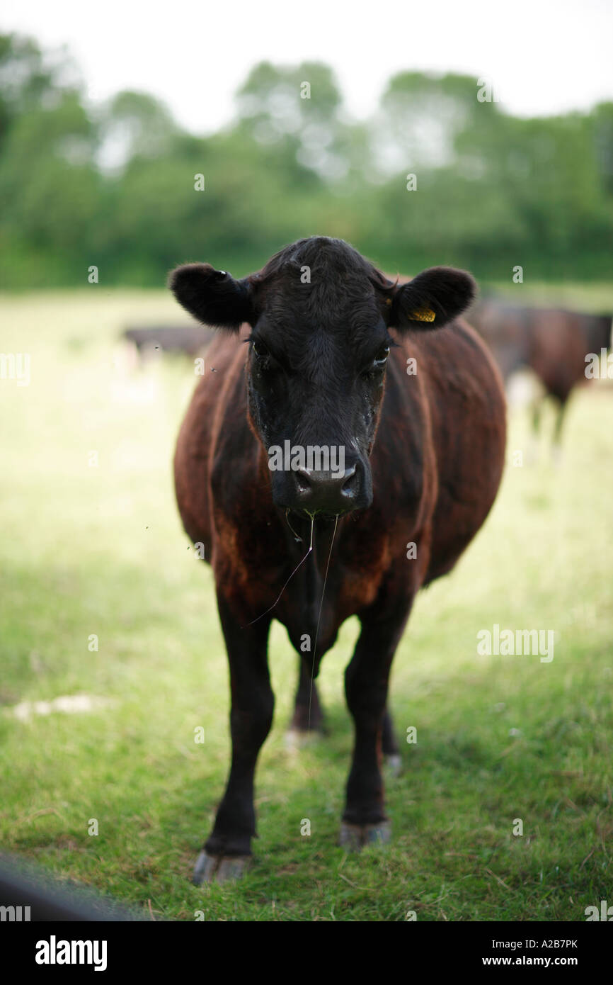Angry cow hi-res stock photography and images - Alamy