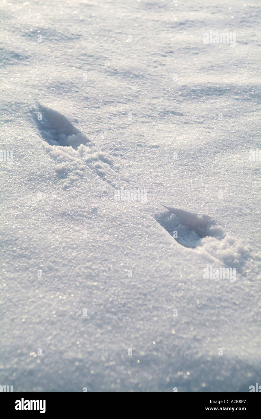 Trace spoor hi-res stock photography and images - Alamy