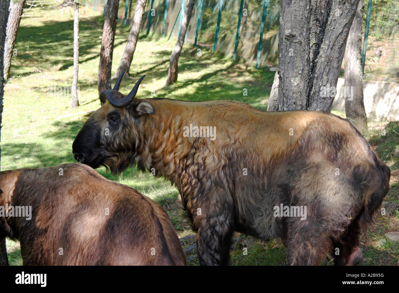 Takin, the Bhutanese national animal, Thimphu park, Bhutan Stock Photo ...