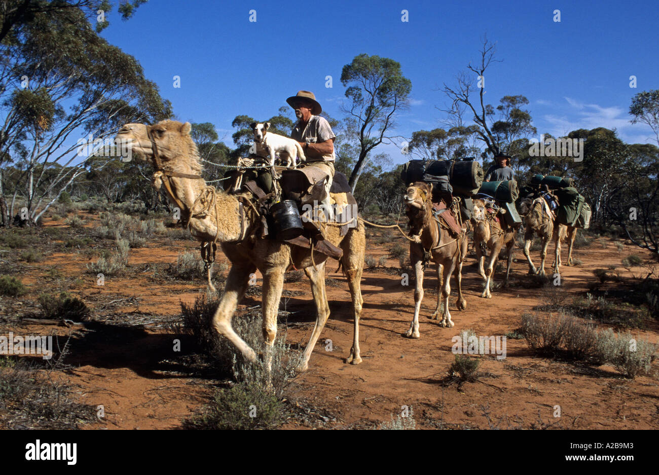 Camel caravane in the australian outback, South Australia Stock Photo ...