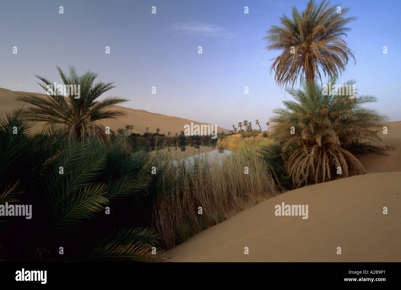 Palm trees and sand dunes at Lake Um el Ma, Erg Ubari, Idhan Awbari ...