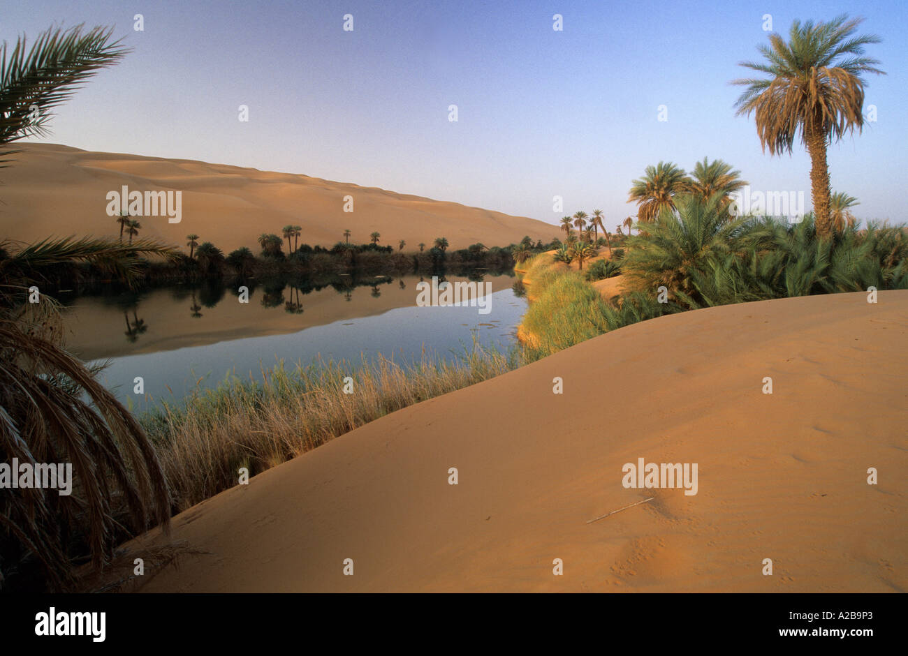 Palm trees and sand dunes at Lake Um el Ma, Erg Ubari, Idhan Awbari ...