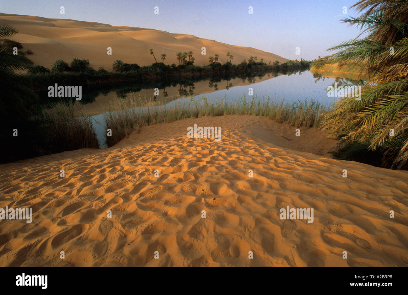 Palm trees and sand dunes at Lake Um el Ma, Erg Ubari, Idhan Awbari ...