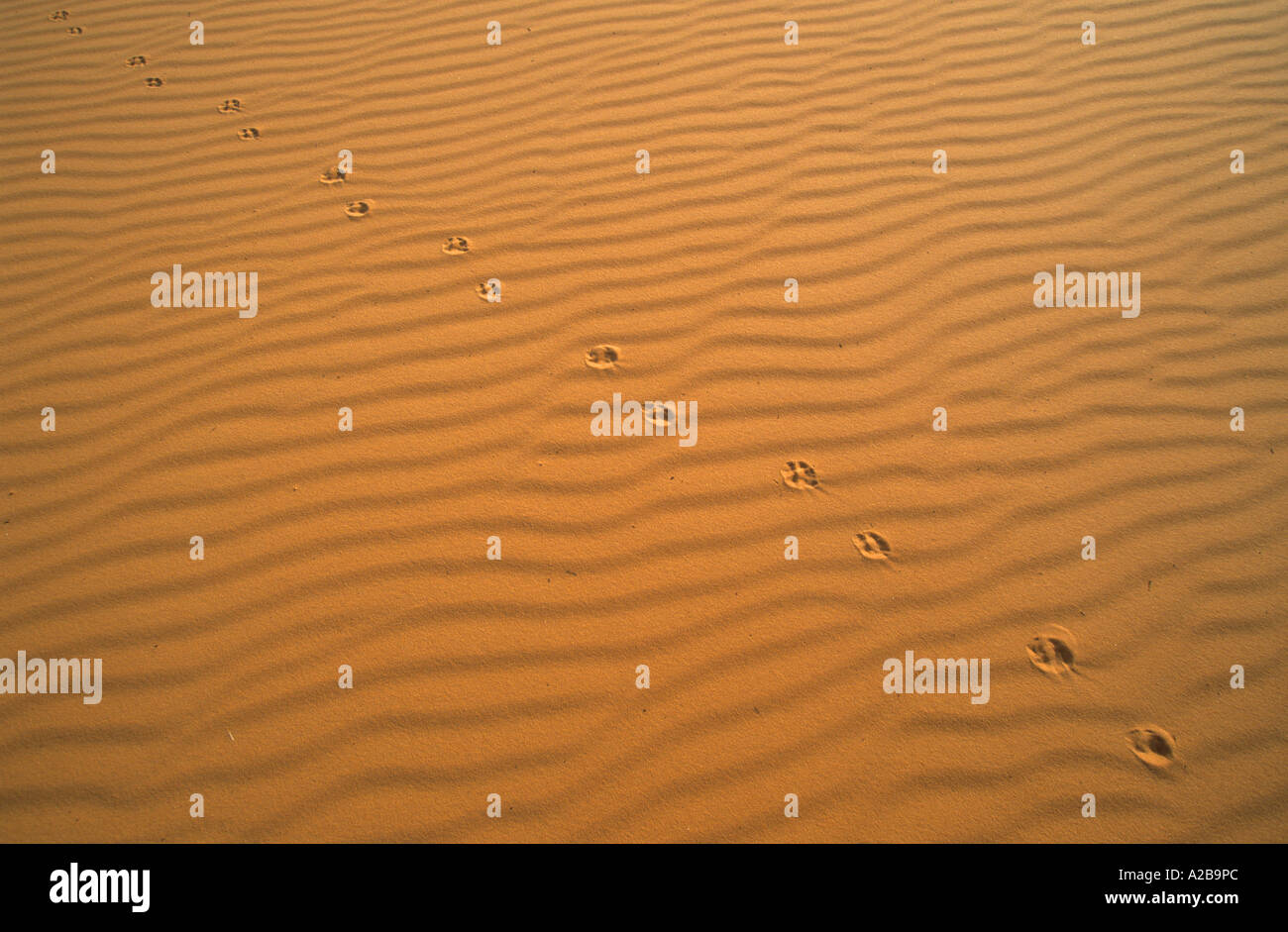 Animal tracks in the sand of Erg Ubari, Idhan Awbari, Libya Stock Photo ...
