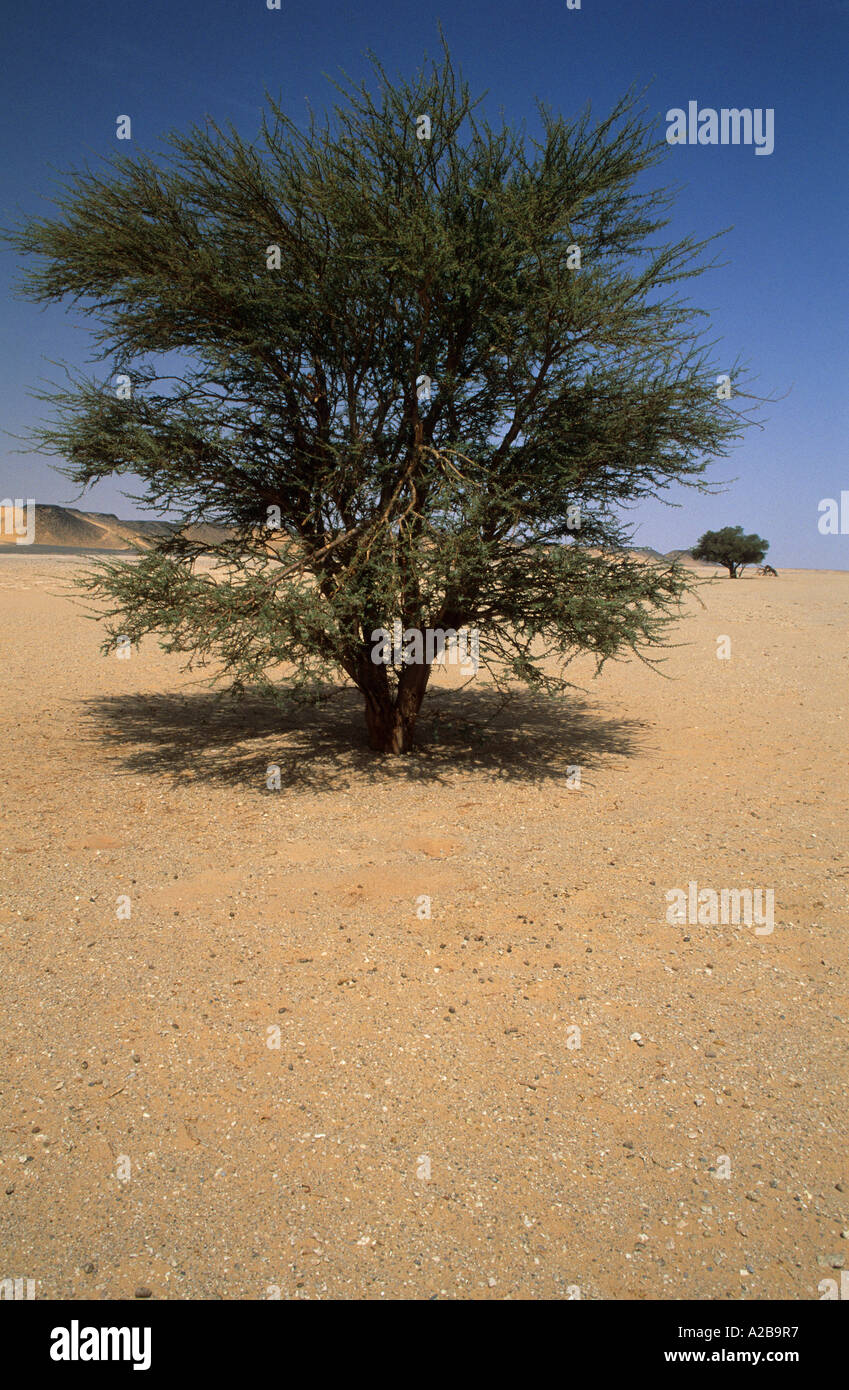 Acacia in a desert valley of Jabal Bin Ghanimah, Libya Stock Photo - Alamy