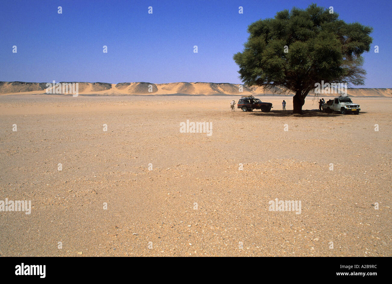 Break under a acacia in a desert valley of Jabal Bin Ghanimah, Libya ...