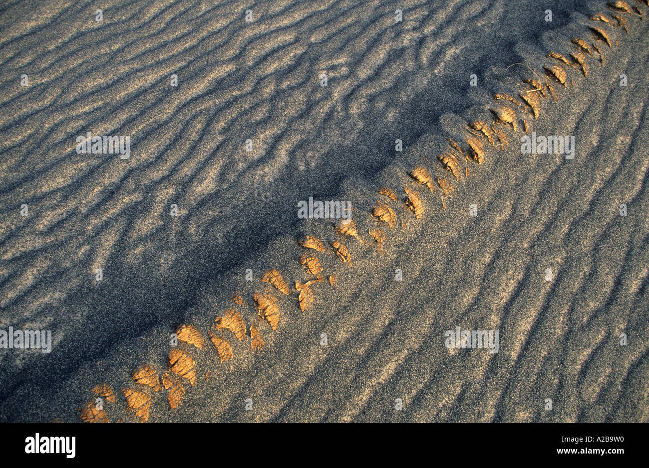Trunk of a palm tree in the ash of the volcanoe Waw an Namus, Libya ...