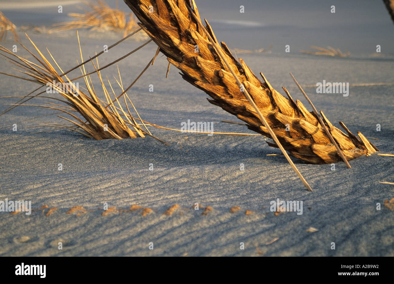Dead tree in sahara desert hi-res stock photography and images - Alamy
