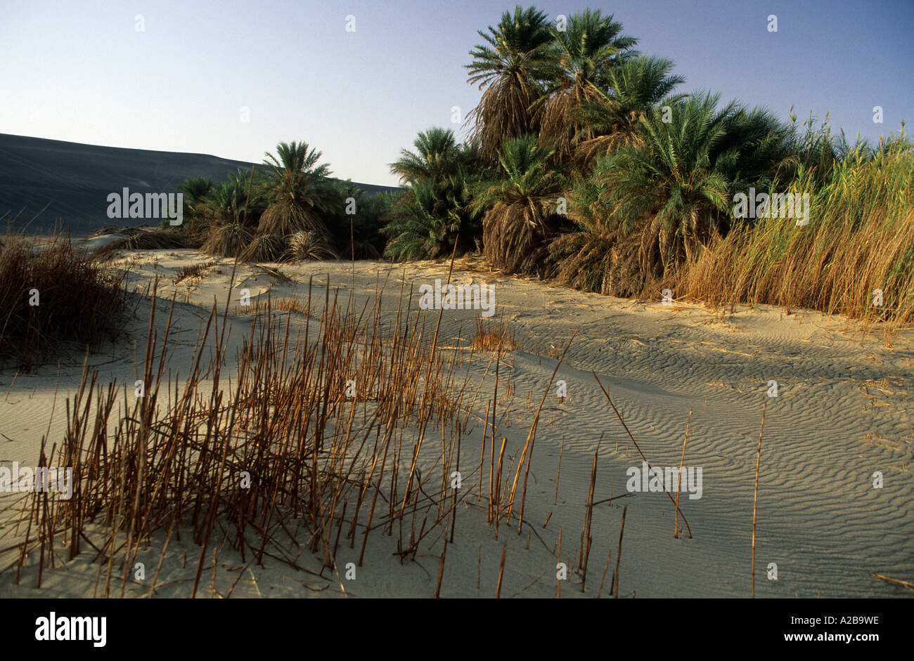 Palm trees in the interior of the volcanoe Waw an Namus, Libya Stock ...