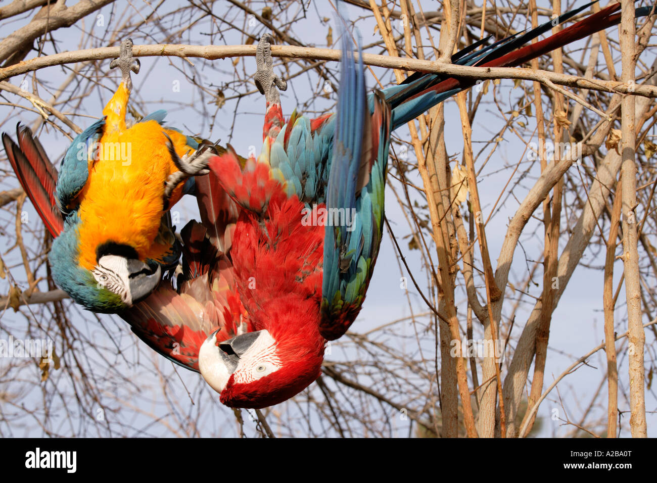 A pair of macaws fighting Stock Photo - Alamy