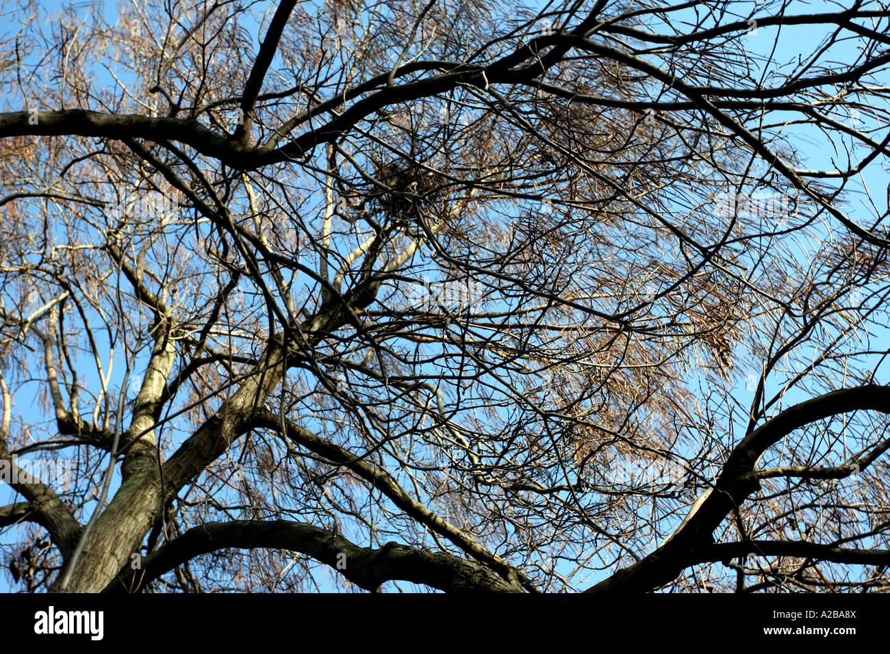 Winter Leafless Tree Stock Photo - Alamy