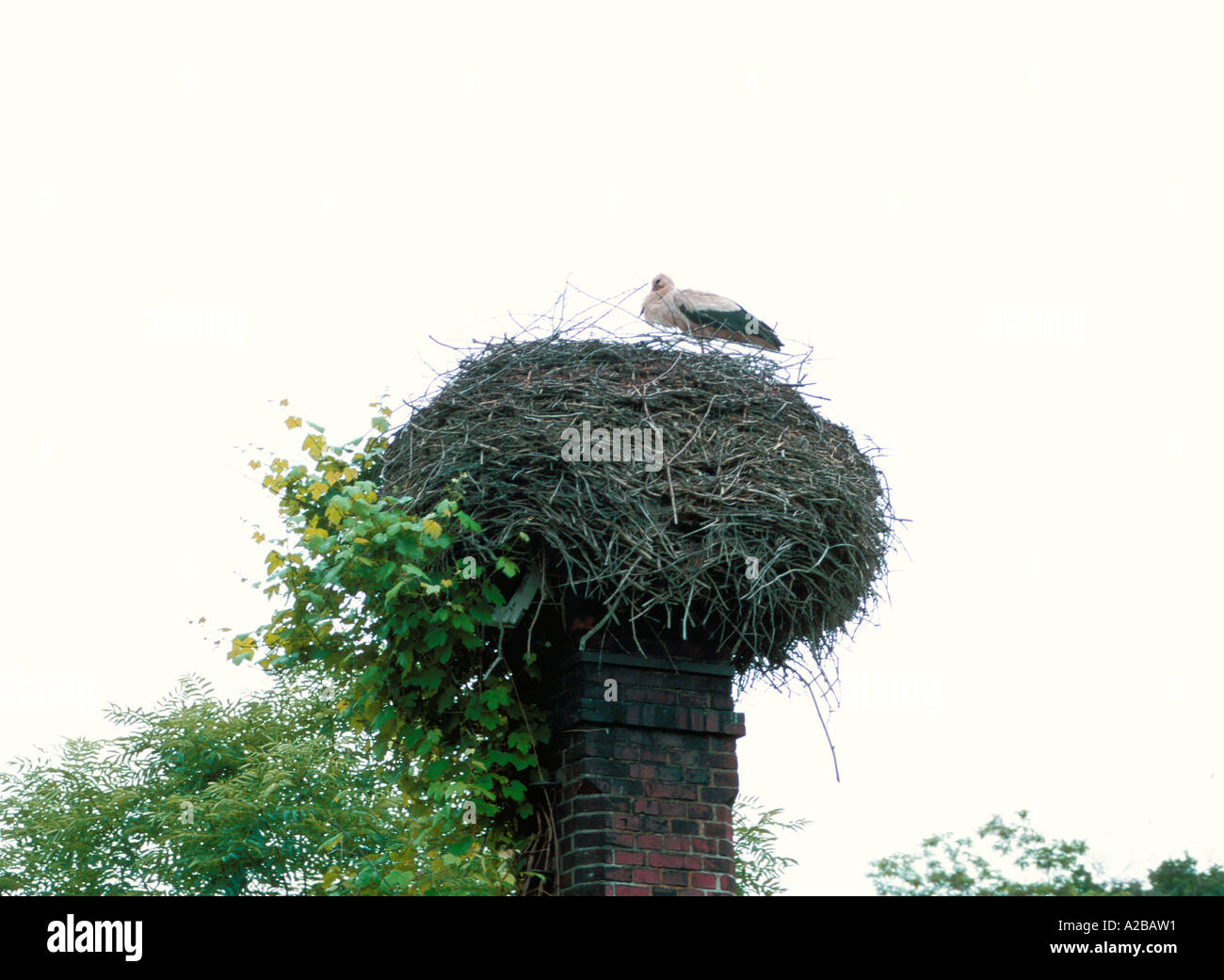 Bird Stark on chimney Poland Stock Photo - Alamy