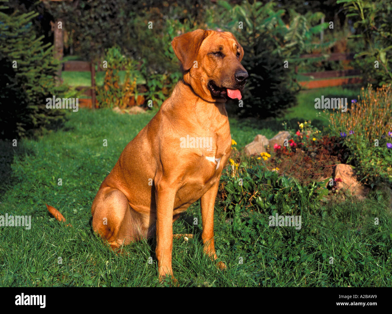 Broholmer dog hi-res stock photography and images - Alamy
