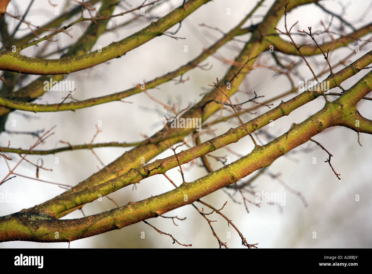 Winter Leafless Branch Stock Photo - Alamy