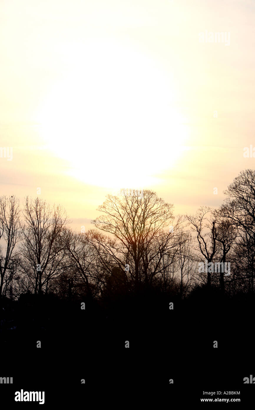 Winter Trees skyline Stock Photo - Alamy