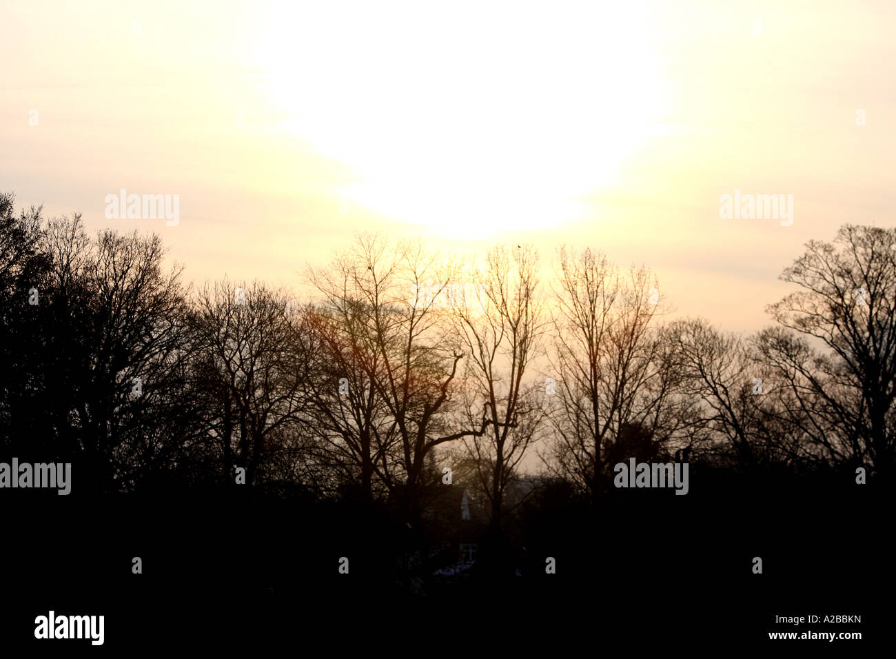 Winter Trees skyline Stock Photo - Alamy
