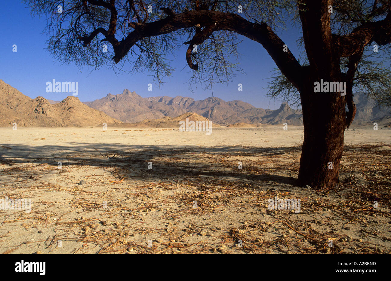 Acacia tree in a dry rocky valley hi-res stock photography and images ...