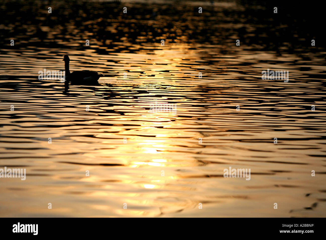 Sunset reflection and duck on water Stock Photo - Alamy