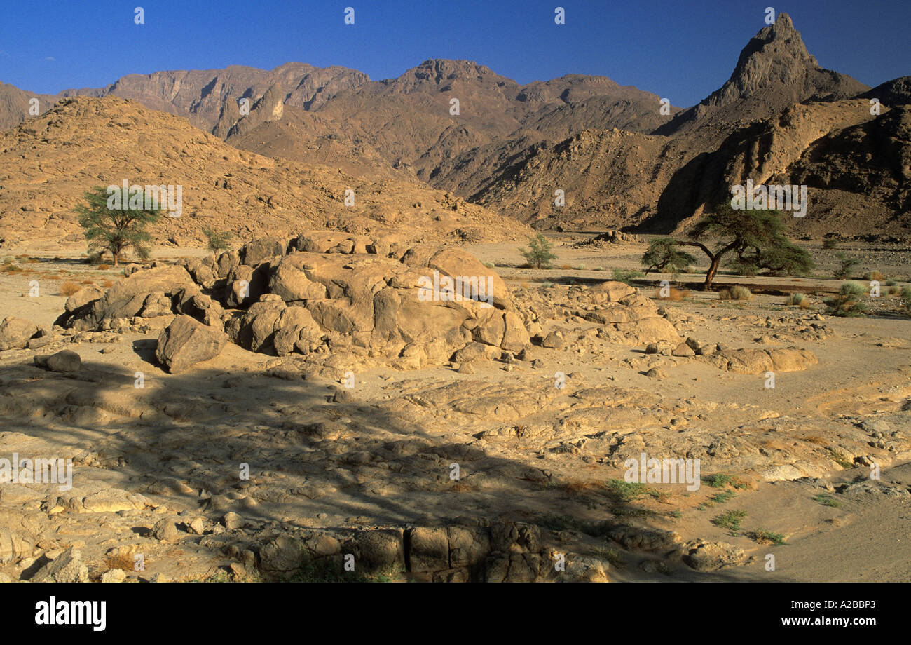 Acacia tree in a dry rocky valley hi-res stock photography and images ...