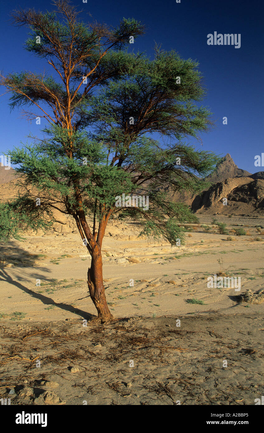Acacia tree in a dry rocky valley hi-res stock photography and images ...