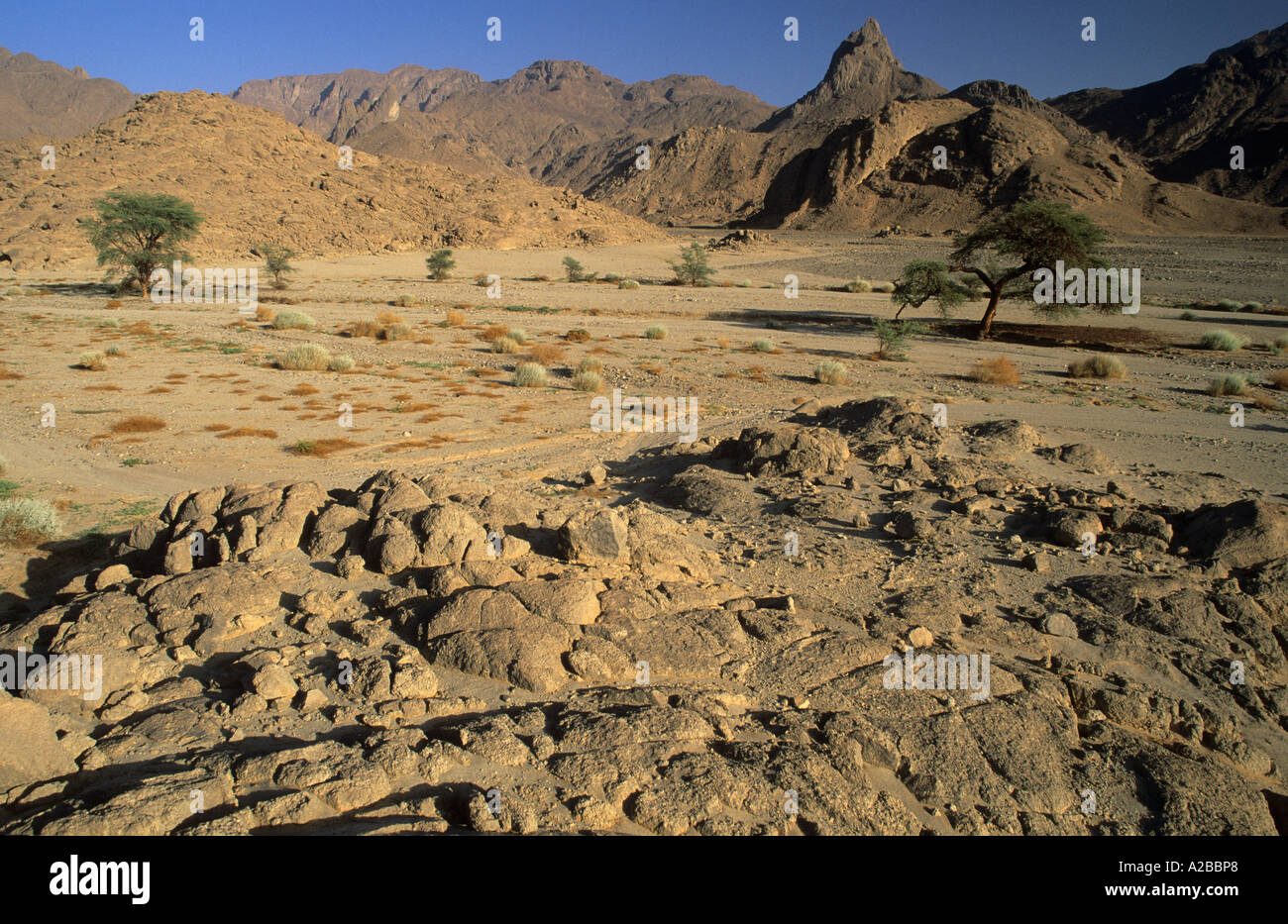 Acacia trees in a dry valley of Jebel Uweinat, Jabal al Awaynat, Libya ...