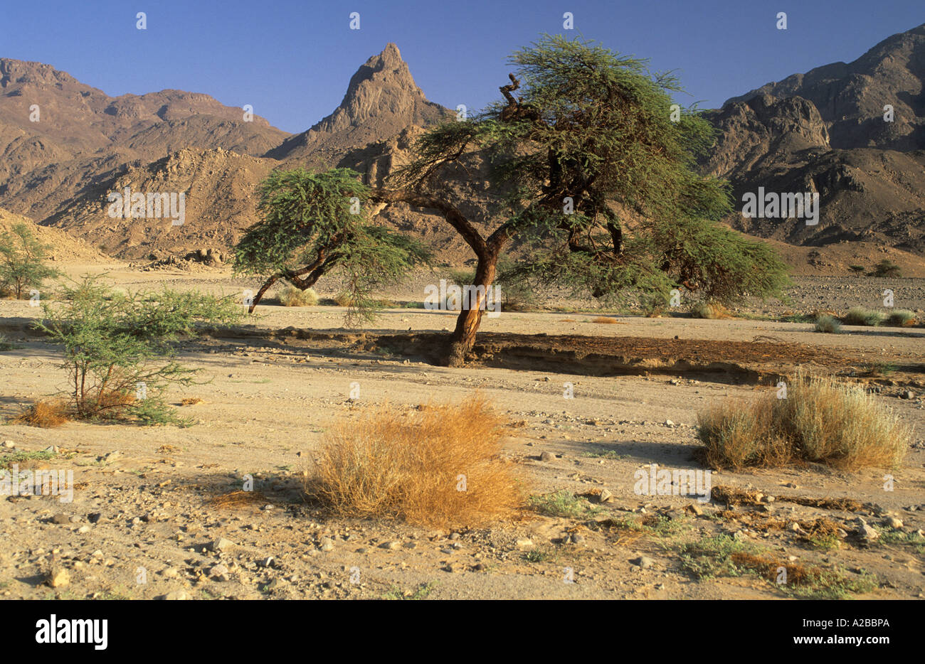 Acacia trees in a dry valley of Jebel Uweinat, Jabal al Awaynat, Libya ...