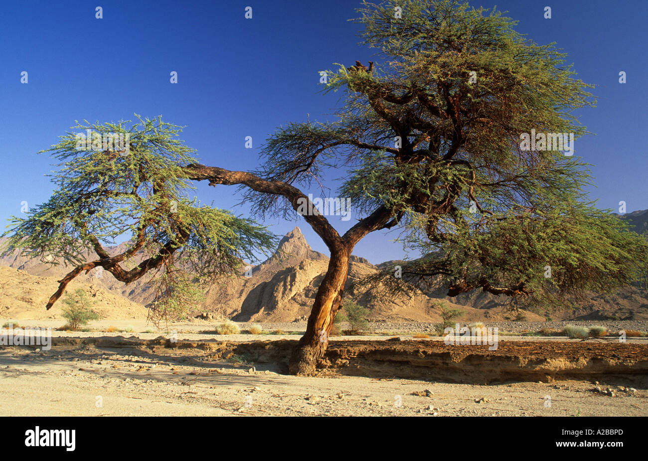Acacia tree in a dry rocky valley hi-res stock photography and images ...