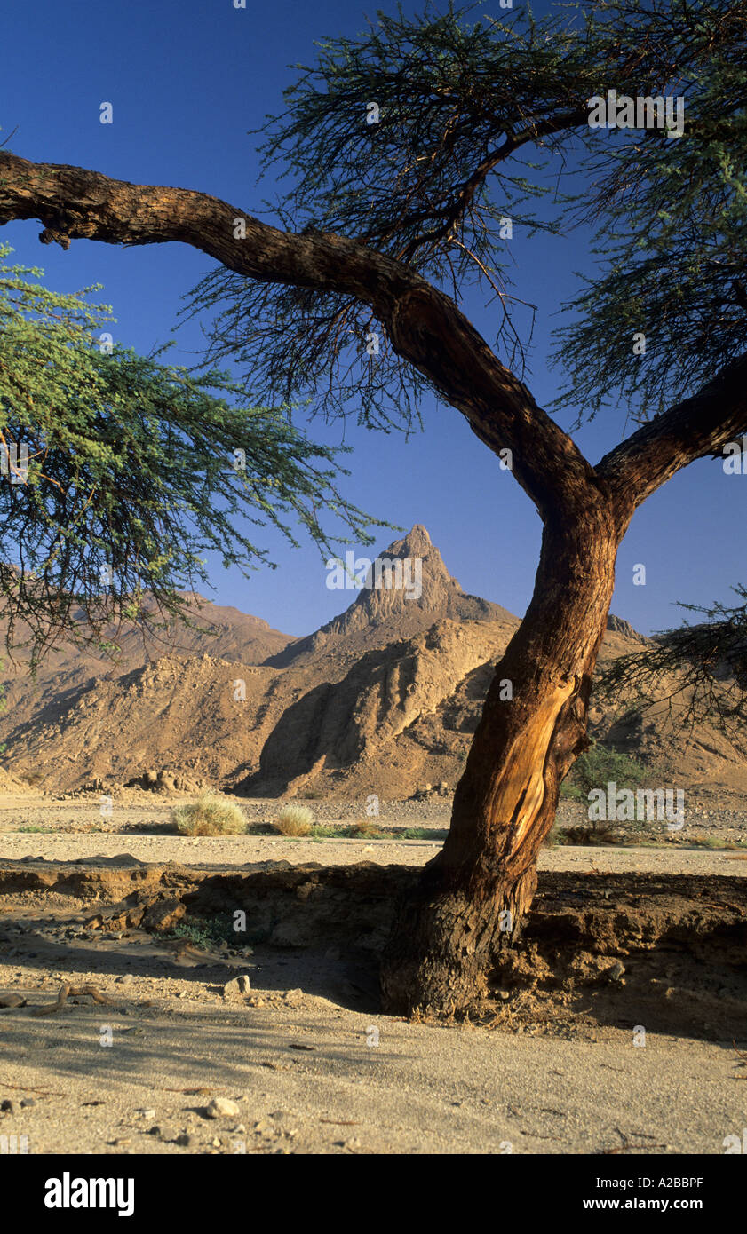 Acacia tree in a dry rocky valley hi-res stock photography and images ...