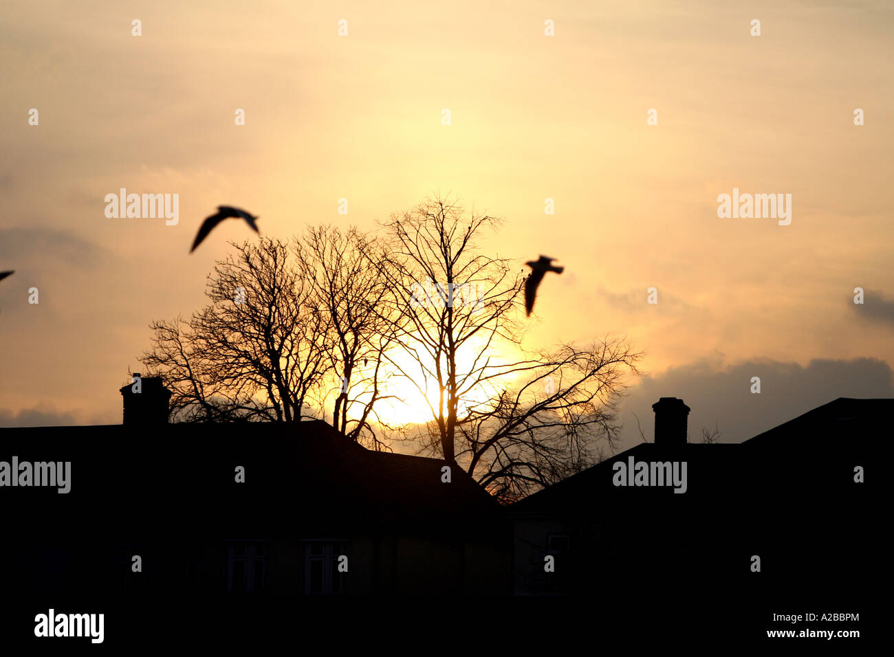 Winter Trees skyline Stock Photo - Alamy