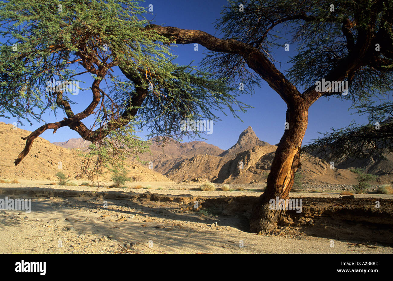 Acacia trees in a dry valley of Jebel Uweinat, Jabal al Awaynat, Libya ...