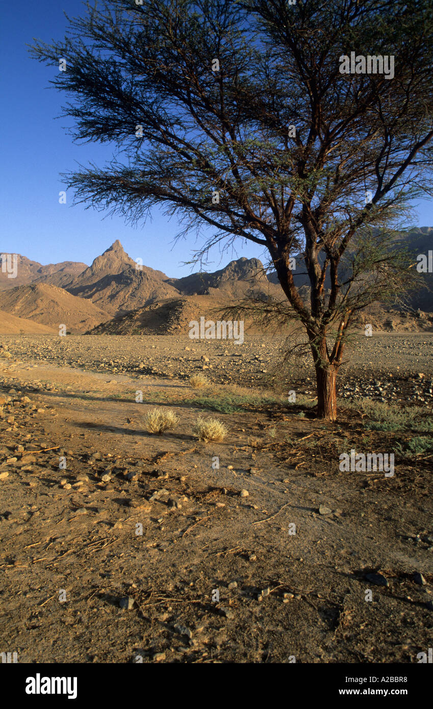 Acacia tree in a dry rocky valley hi-res stock photography and images ...