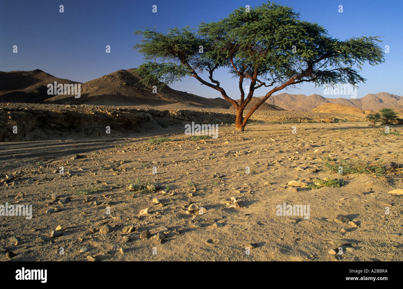 Acacia trees in a dry valley of Jebel Uweinat, Jabal al Awaynat, Libya ...