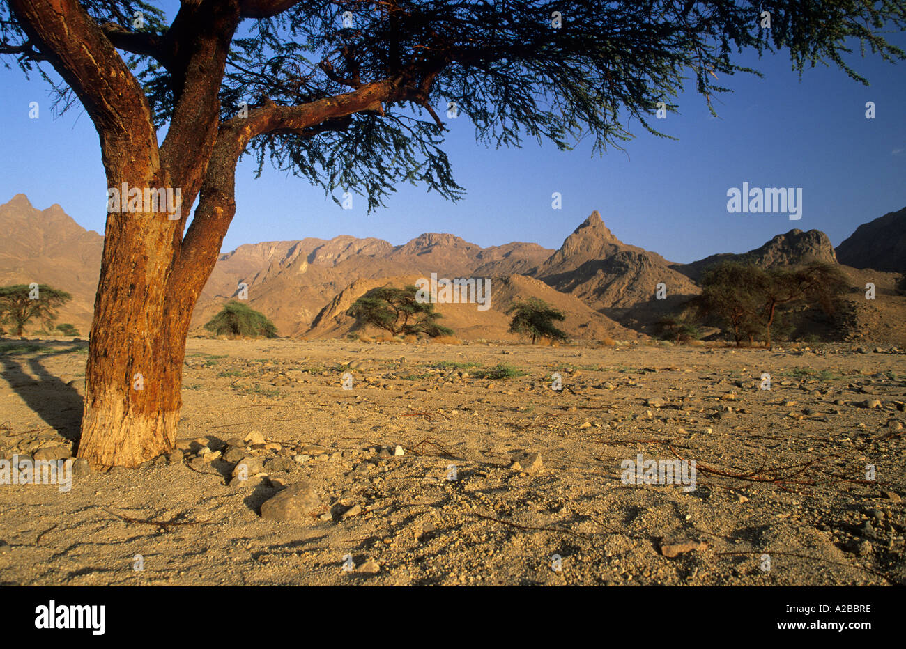 Acacia tree in a dry rocky valley hi-res stock photography and images ...
