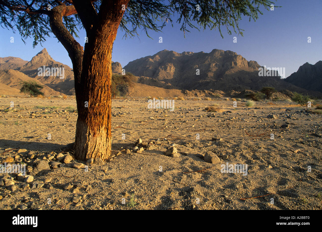 Acacia tree in a dry rocky valley hi-res stock photography and images ...